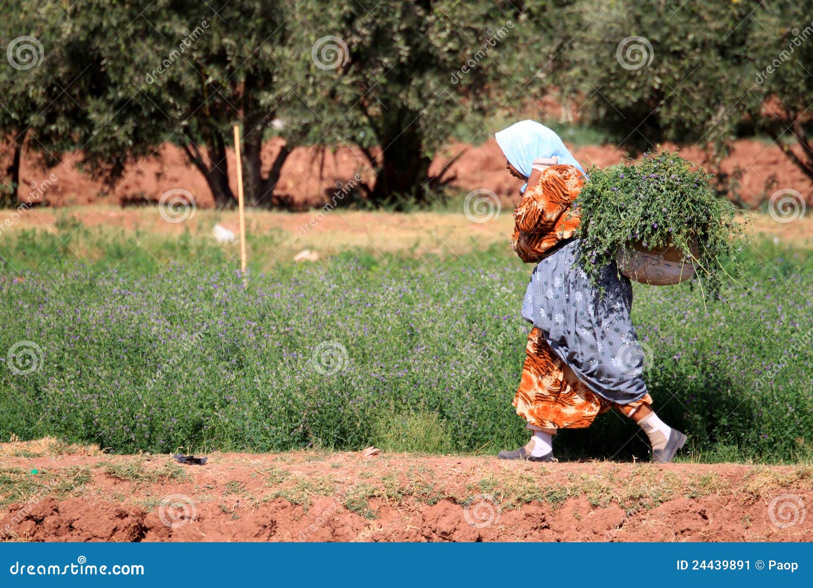 Carrying heavy load editorial photo. Image of crop, carry - 24439891 Carrying heavy load editorial photo. Image of crop, carry - 24439891