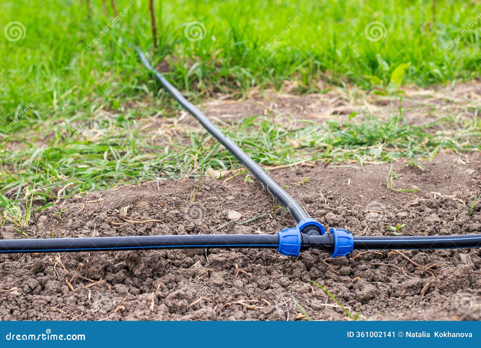 Carrying Out Drip Irrigation. Mounted HDPE Pipe, Connected with a Tee ...