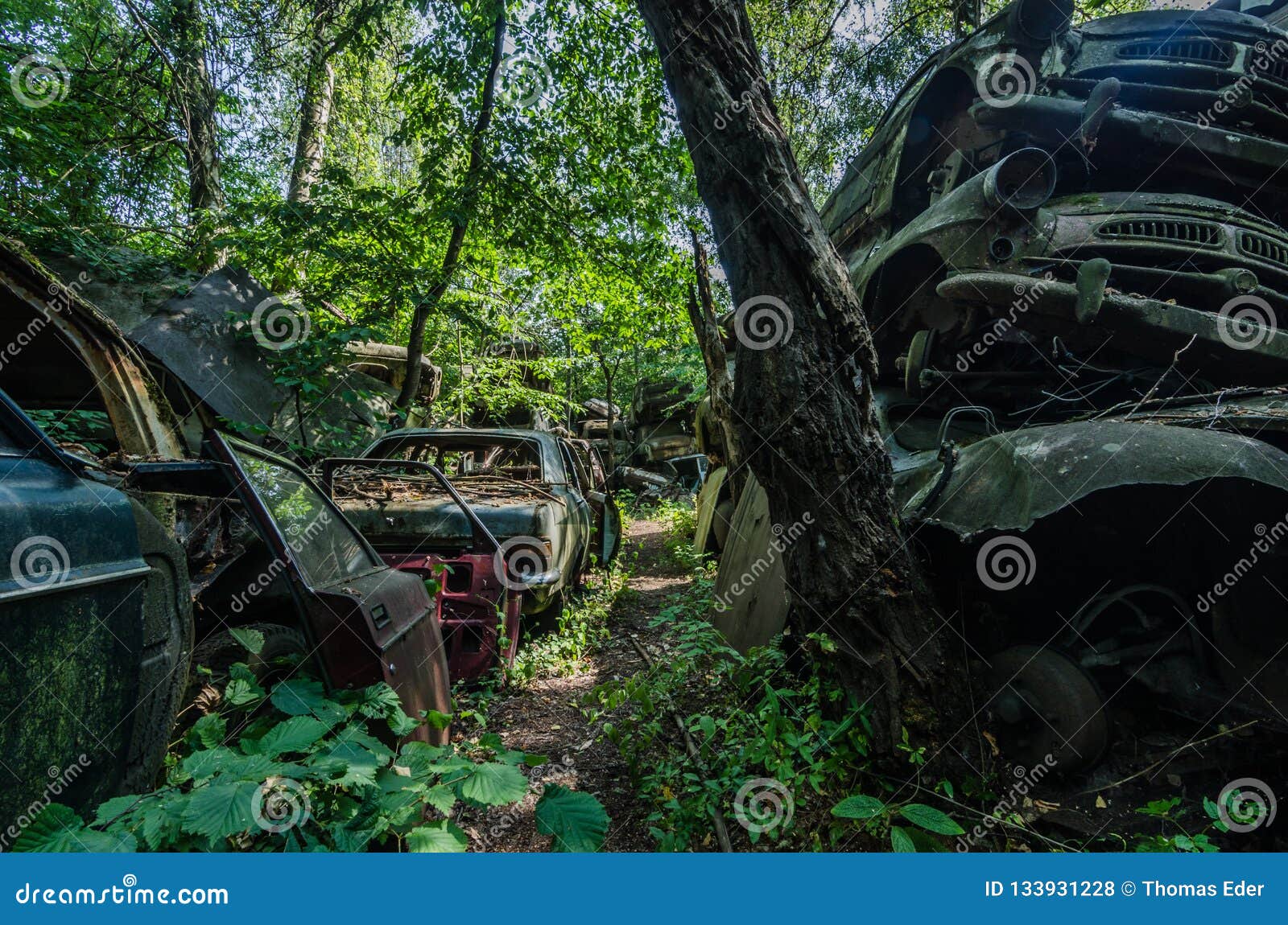 Cars in a forest stock photo. Image of garage, classic - 133931228
