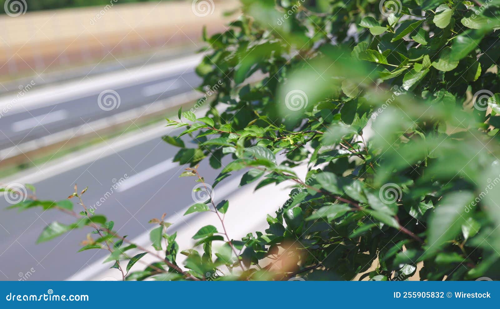 Cars Moving on a Highway with Tree Branches in the Foreground Stock ...