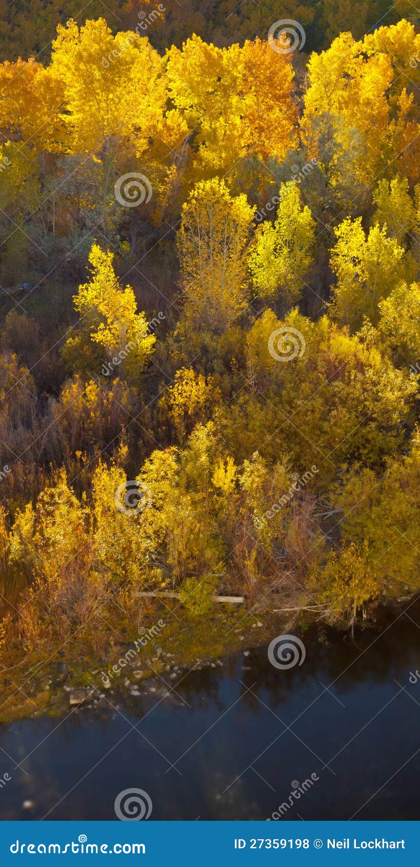 Carson River Aspens stock photo. Image of fall, seasonal - 27359198