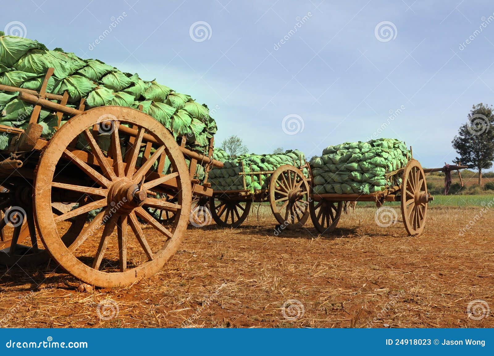 Cart of Cabbage stock image. Image of cart, brown, cabbage - 24918023
