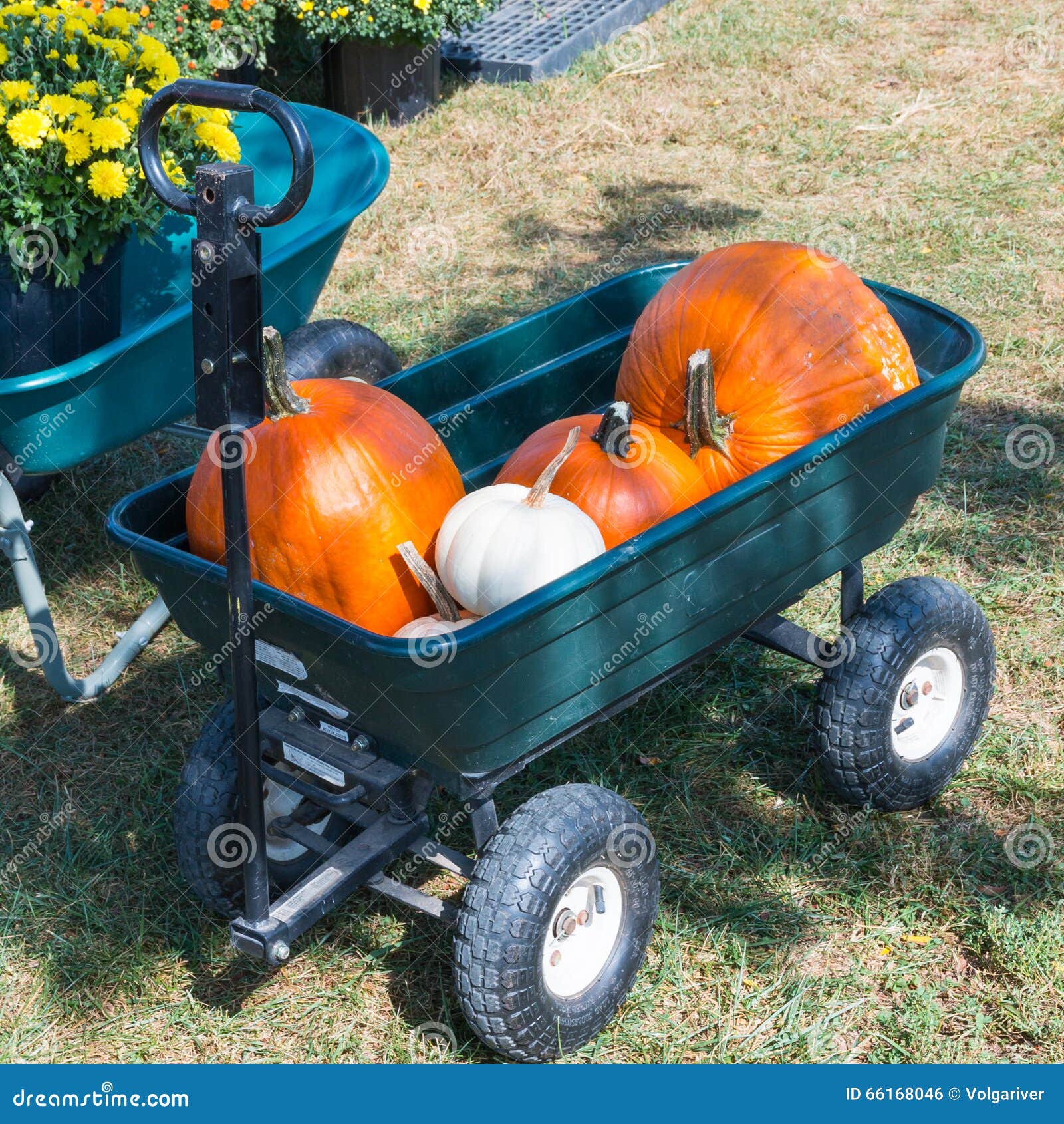 Cart with Colorful Pumpkins at Pumpkin Patch Stock Photo - Image of ...