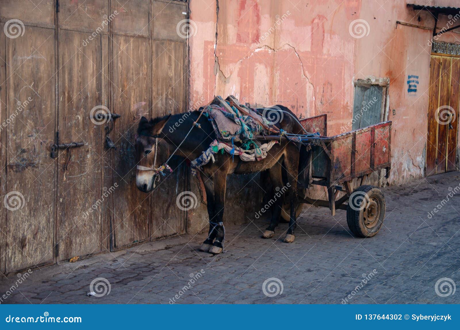 A Cart with a Donkey Harness Editorial Photography - Image of mule ...