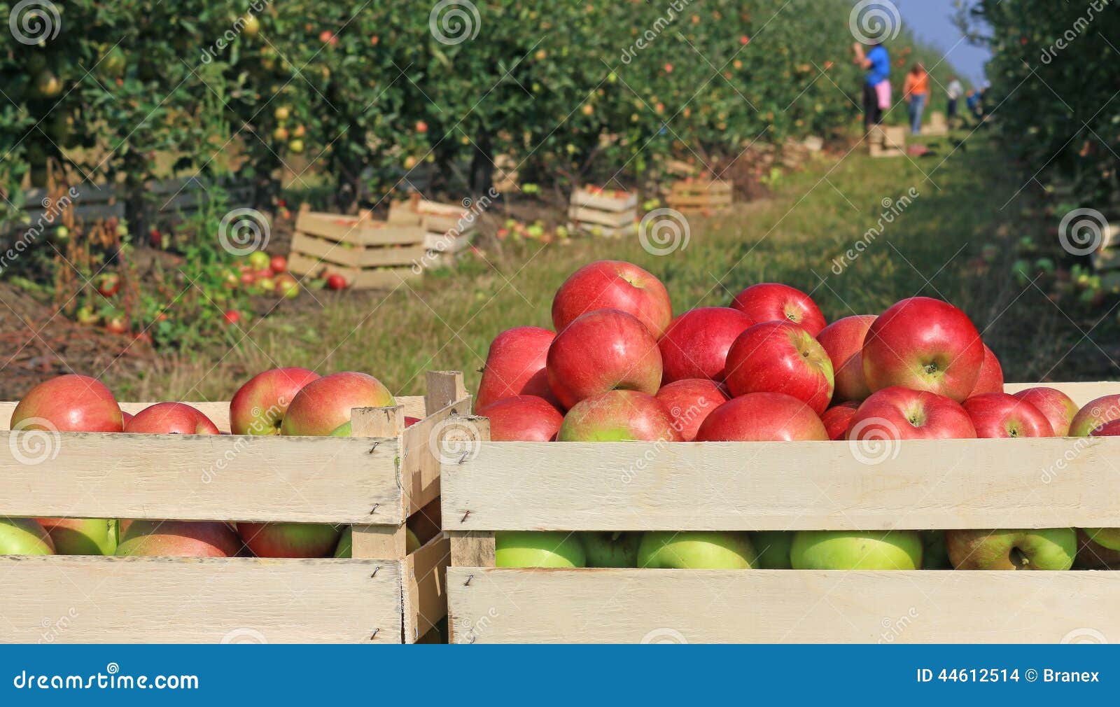 Cart Full Of Food, Isolated Image On White Background | CartoonDealer ...