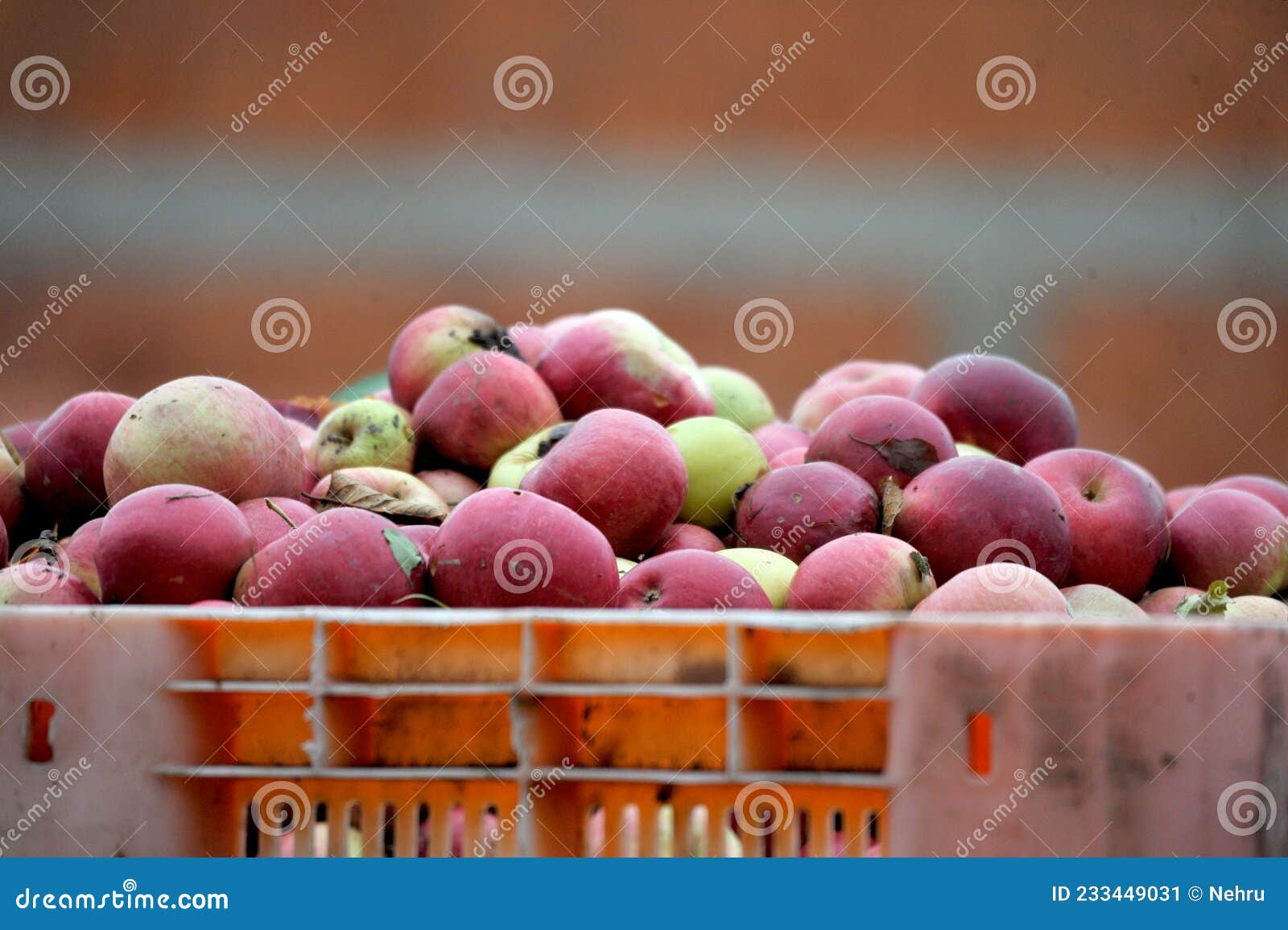 Cart Full of Industrial Apples after Picking in Orchard Stock Image ...