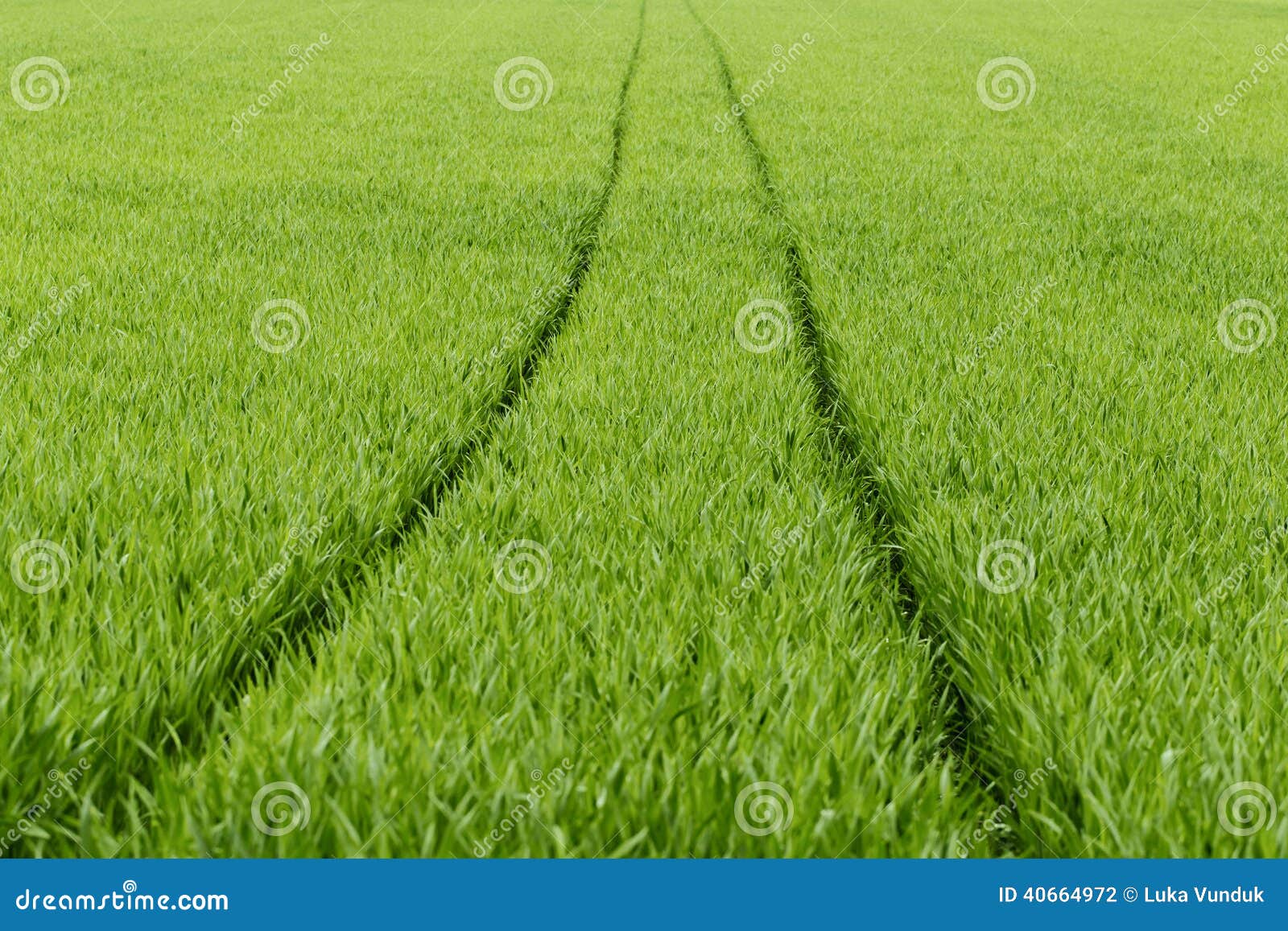 Cart rut stock photo. Image of ecology, cereals, farm - 40664972