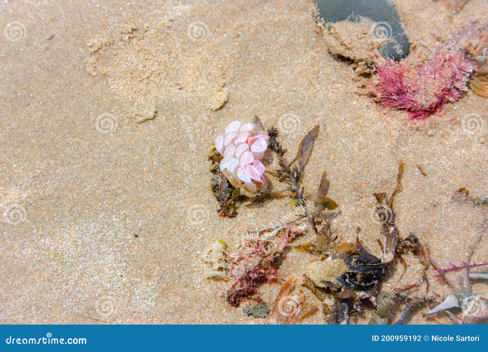 Cart rut shell formation stock photo. Image of sand - 200959192