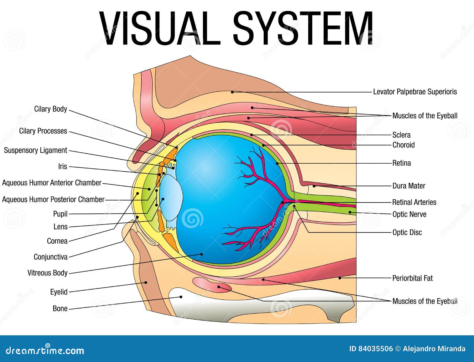 Carta Do SISTEMA VISUAL Com Nome De Peças Ilustração do Vetor ...