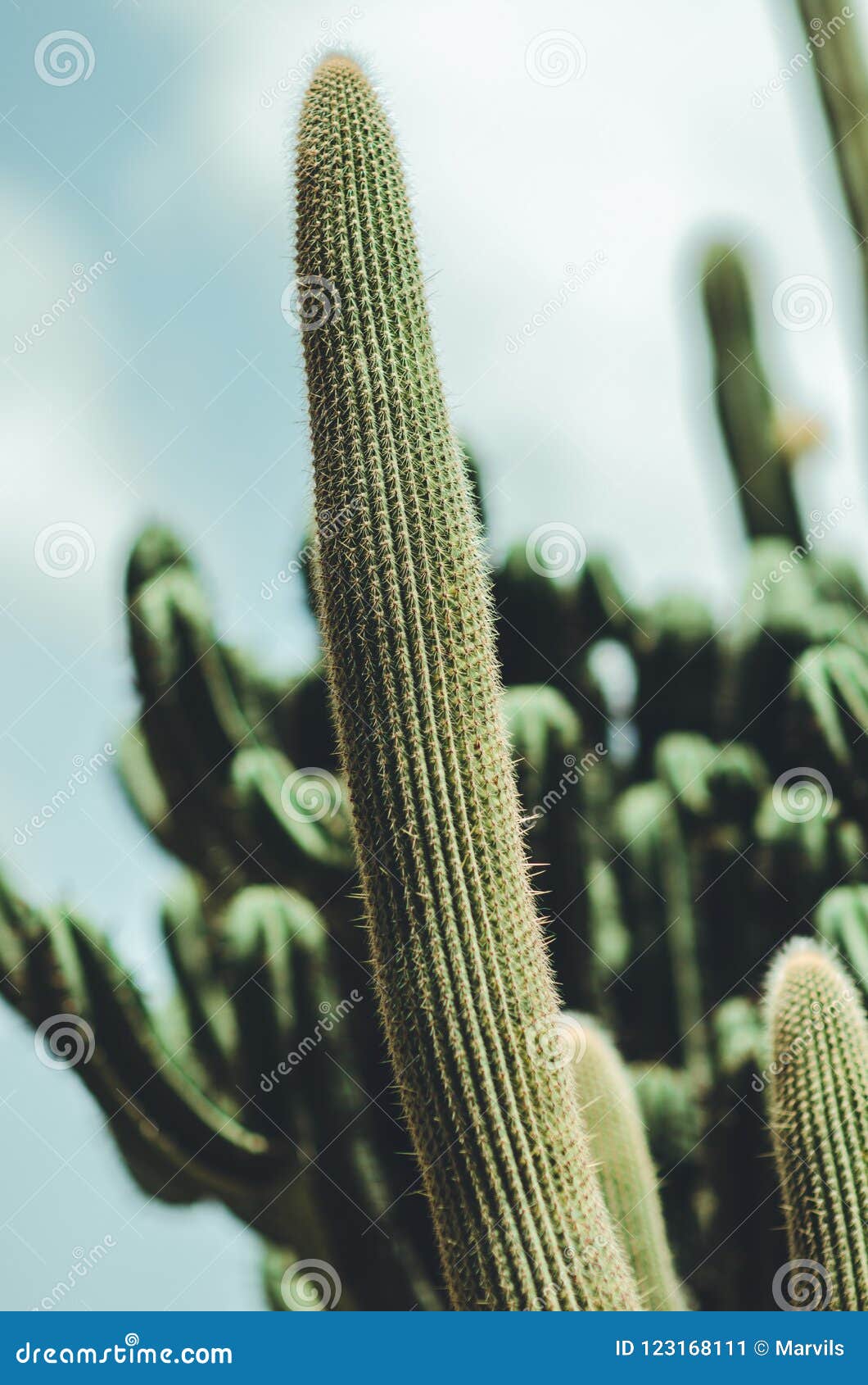 Cartaz Da Natureza Cacto Verde Imagem de Stock - Imagem de filial ...