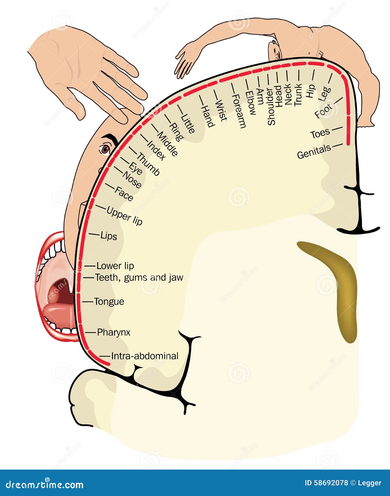 Carte De Cerveau De Penfield Illustration de Vecteur - Illustration du ...