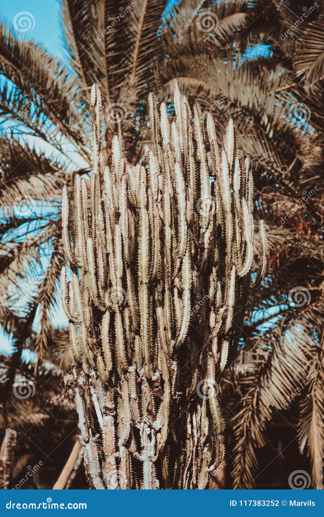 Cartel: cactus y palma foto de archivo. Imagen de fondo - 117383252