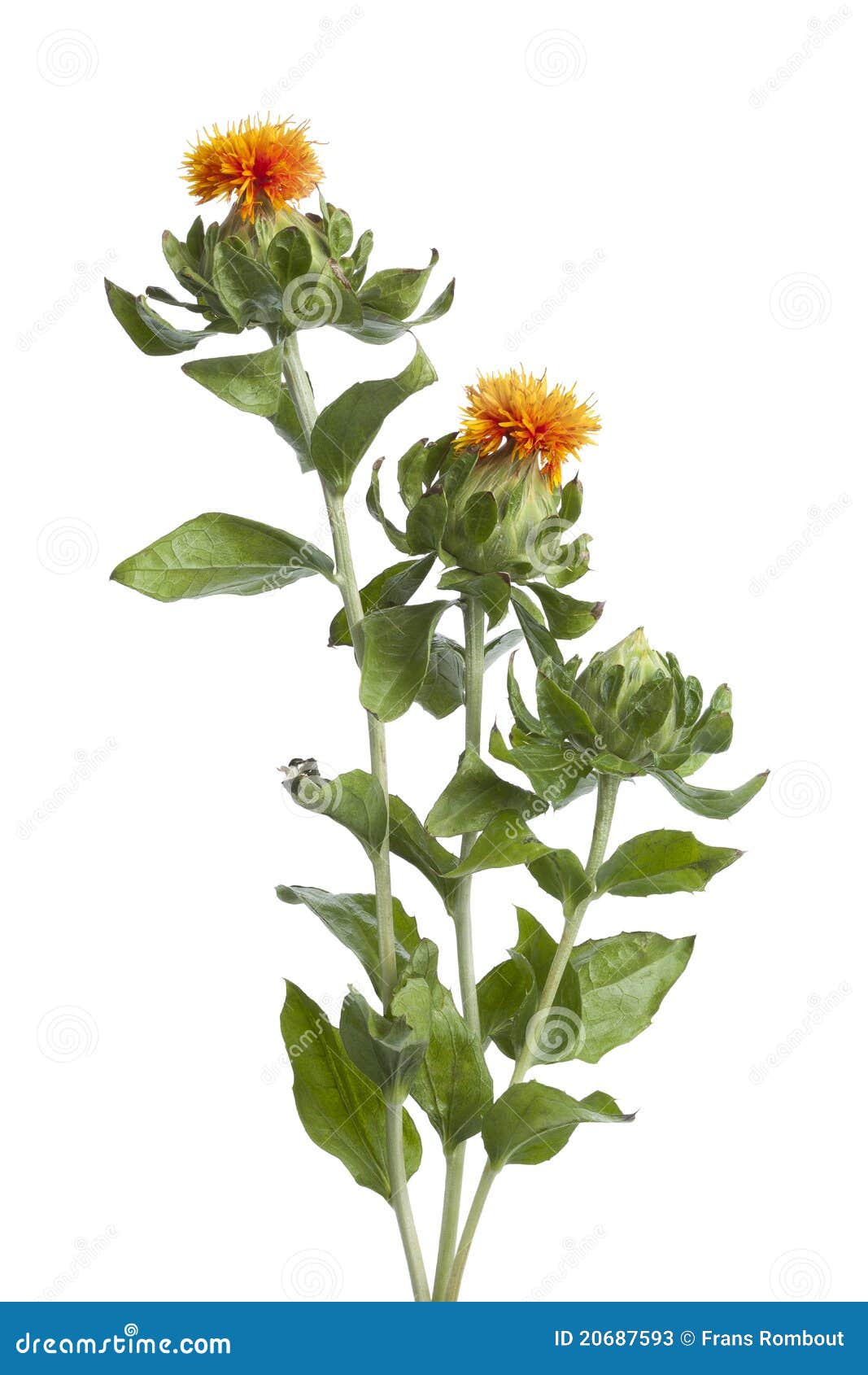 Carthame orange image stock. Image du blanc, carthame - 20687593