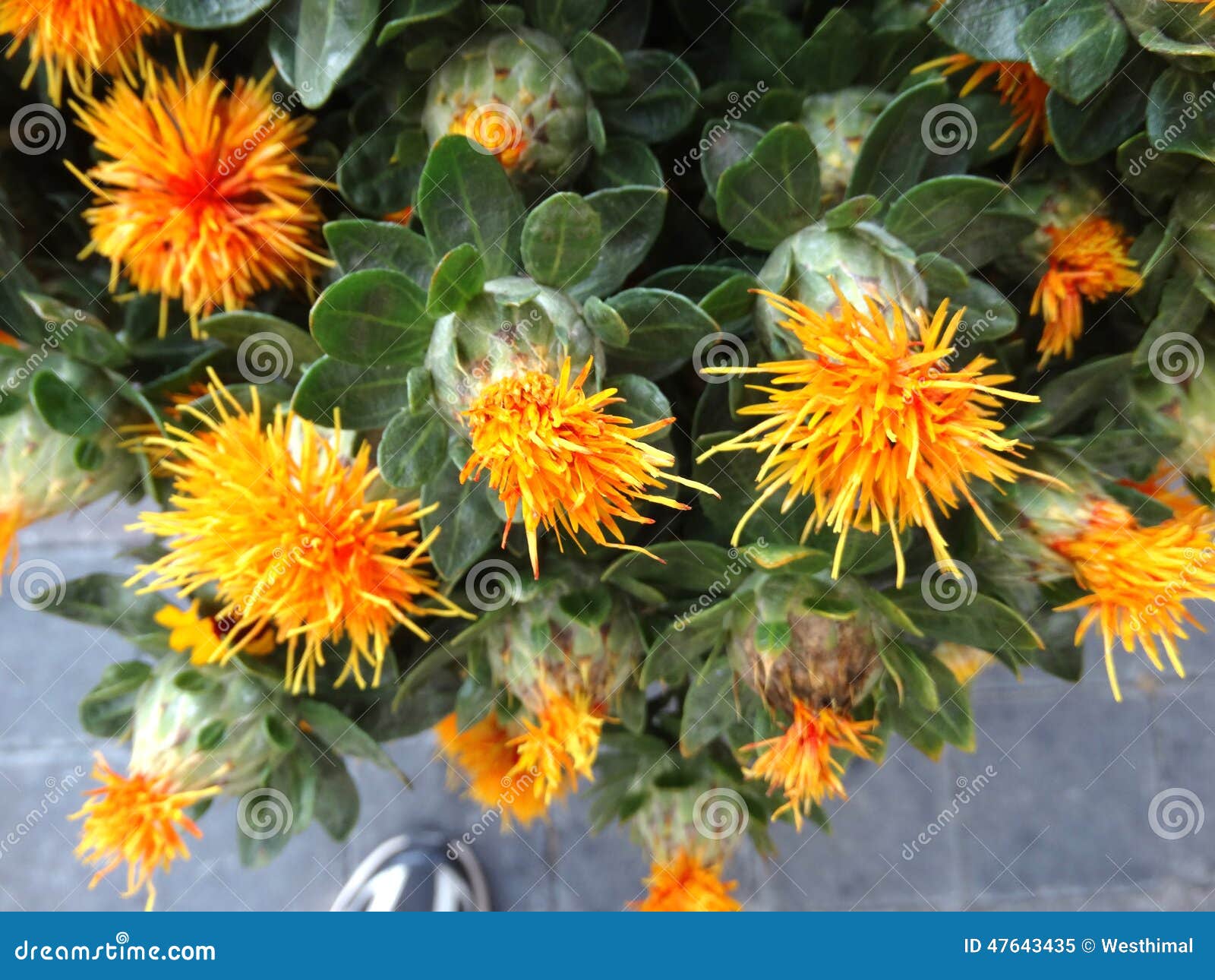 Carthame, Tinctorius De Carthamus Image stock - Image du graines ...