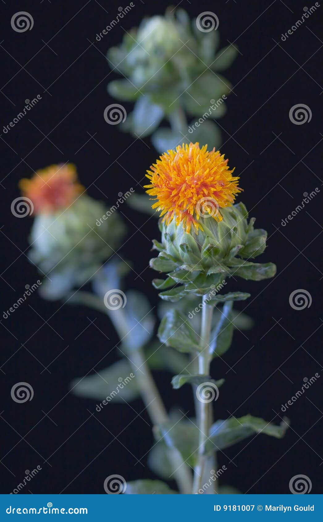 Carthamus Tinctorius (carthame) Image stock - Image du orange, vert ...