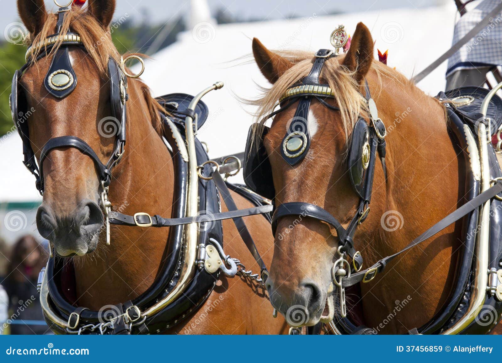 Carthorses at Herts County Show Editorial Stock Image - Image of ...