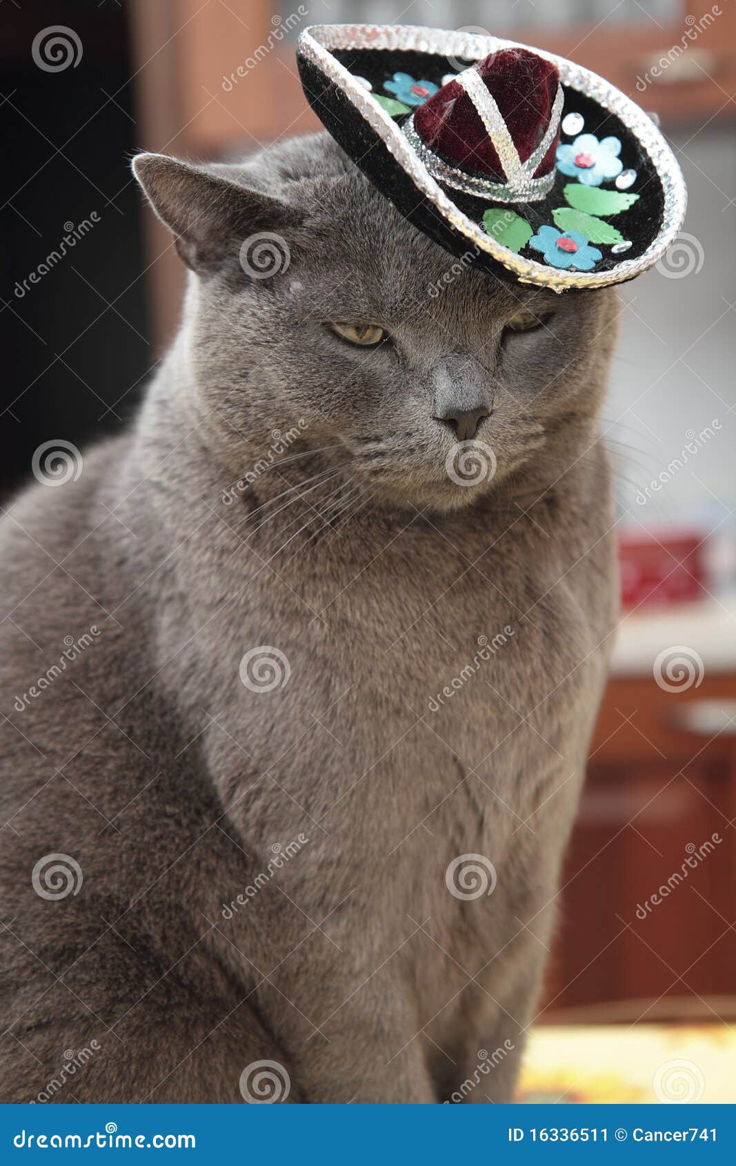 Carthusian cat stock image. Image of cute, purr, beautiful - 16336511