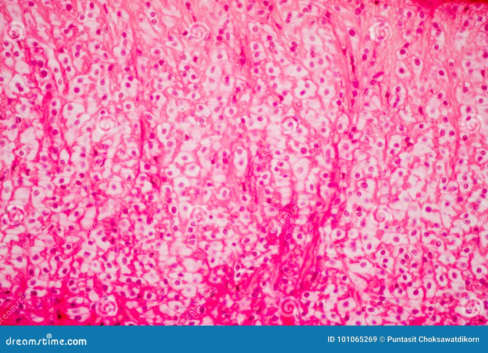 Cartilage Cells Under the Microscope Stock Image - Image of cartilage ...