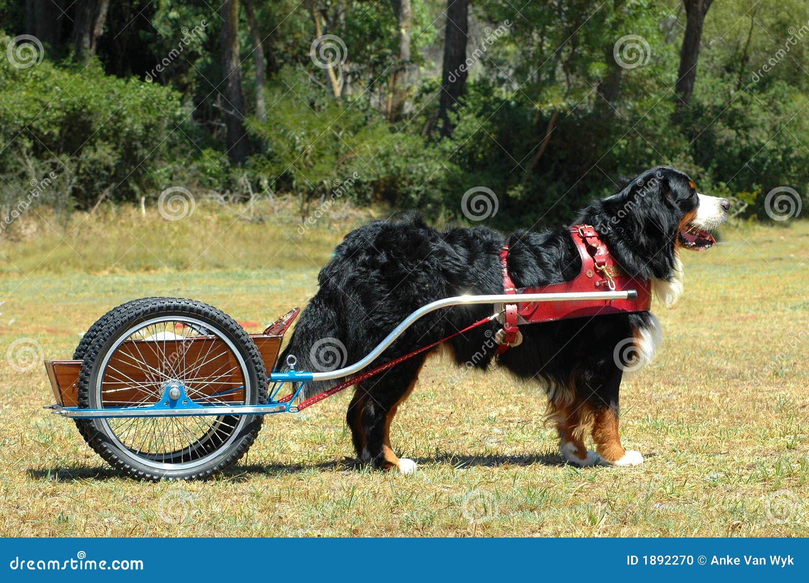 Carting dog stock photo. Image of activity, champion, activities - 1892270