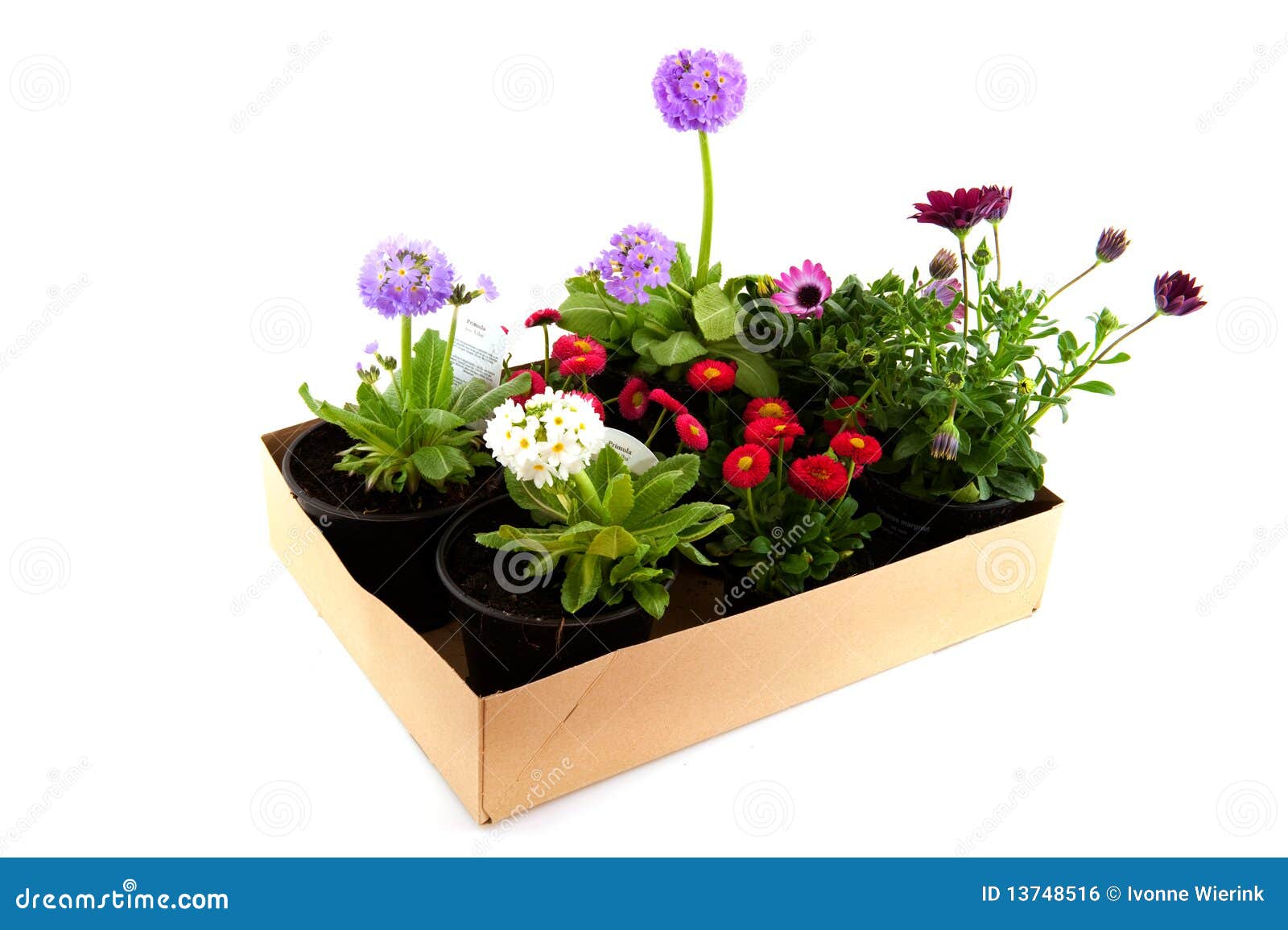 Carton Box With Garden Plants Stock Photography | CartoonDealer.com ...