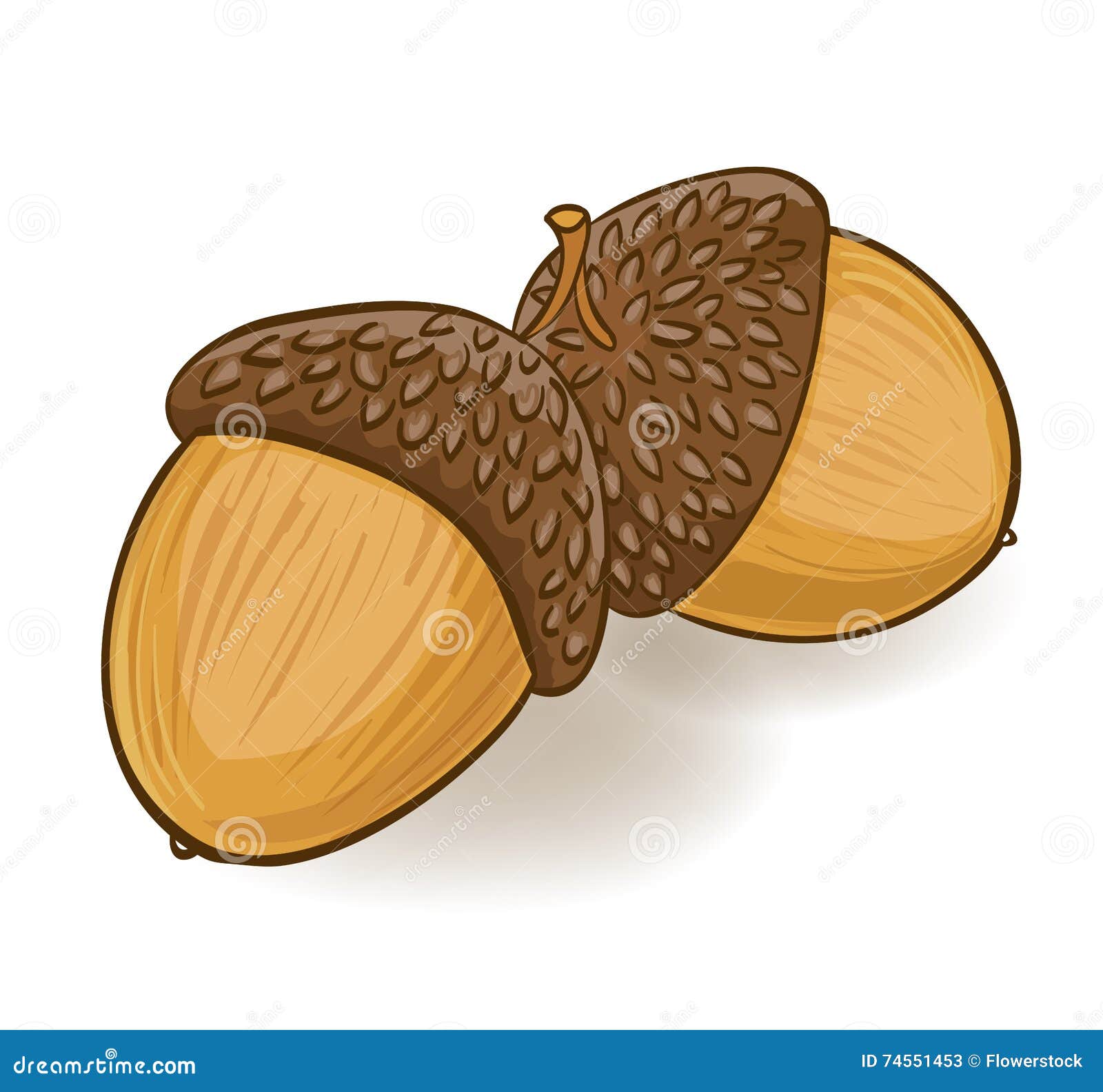 Cartoon Acorn