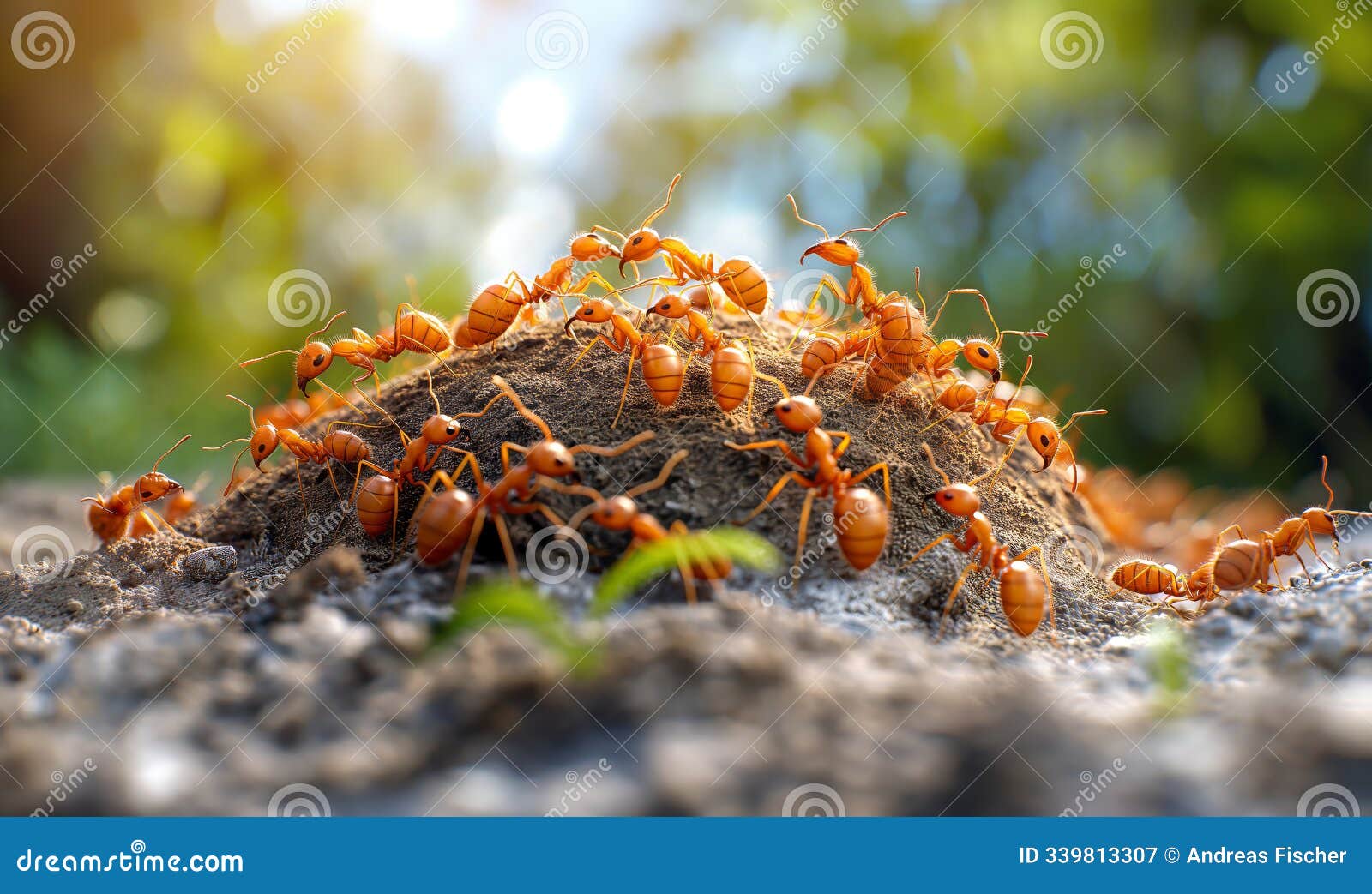 Cartoon Ants Build a House in the Forest. Stock Image - Image of ...