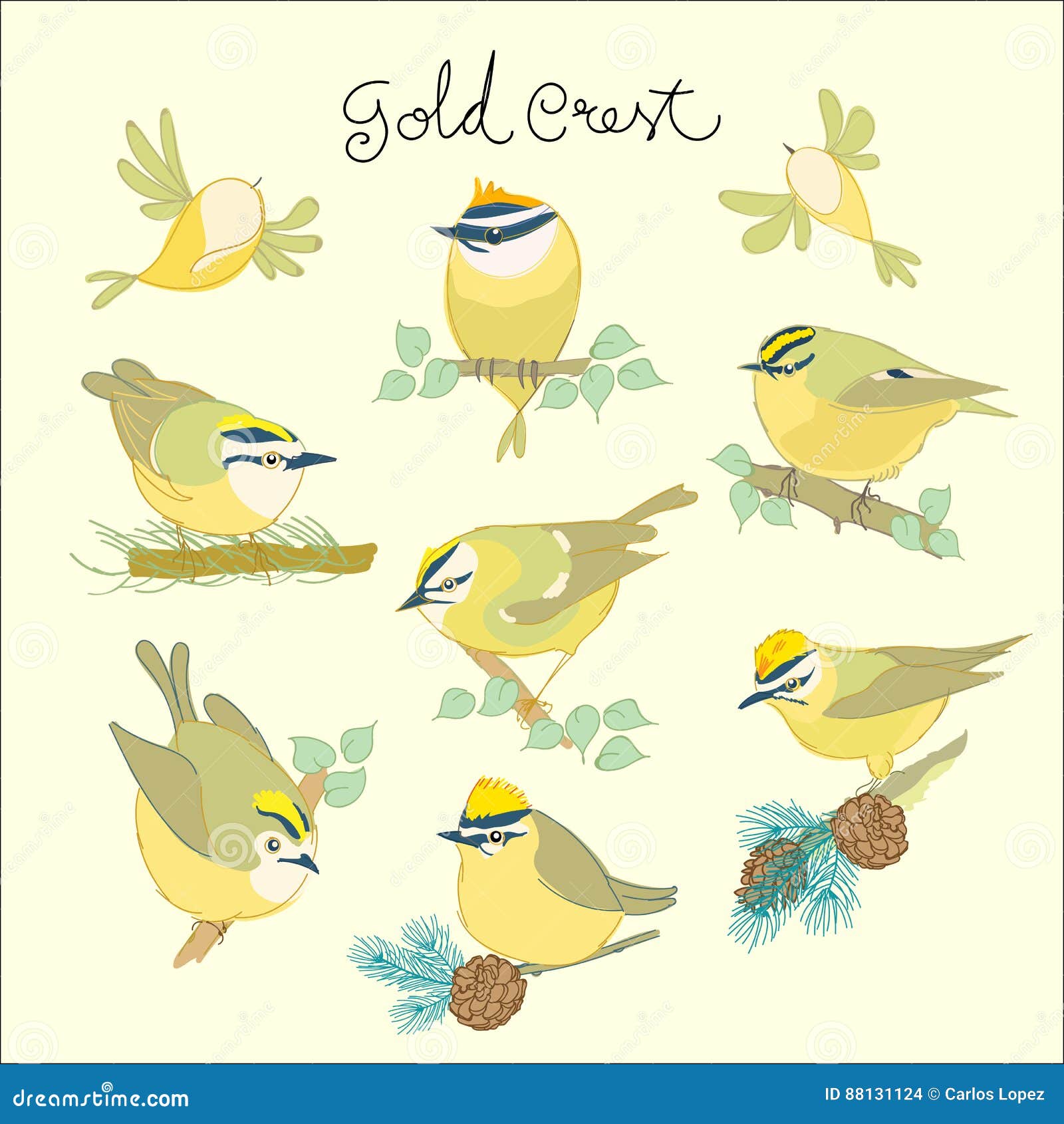 Cartoon Birds. Gold Crest Set Stock Vector - Illustration of graphic ...
