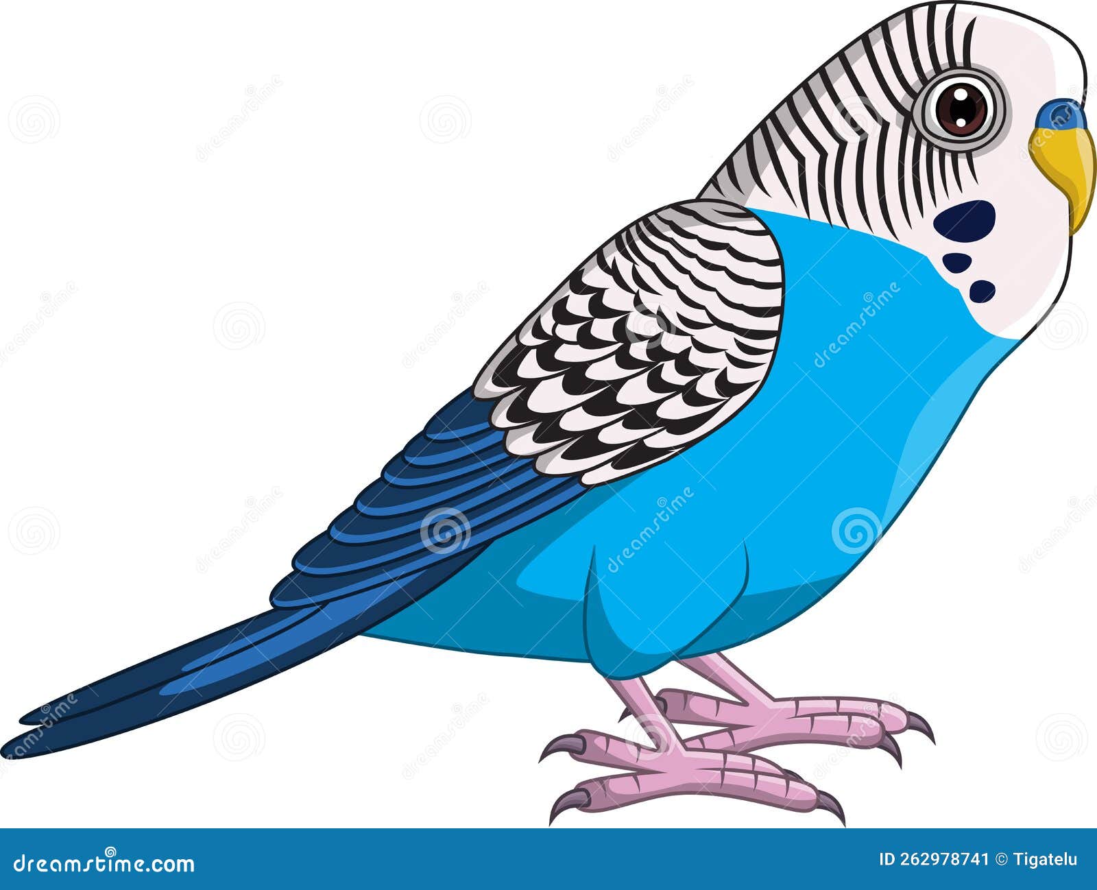 Cartoon Blue Budgie Parakeet on White Background Stock Vector ...