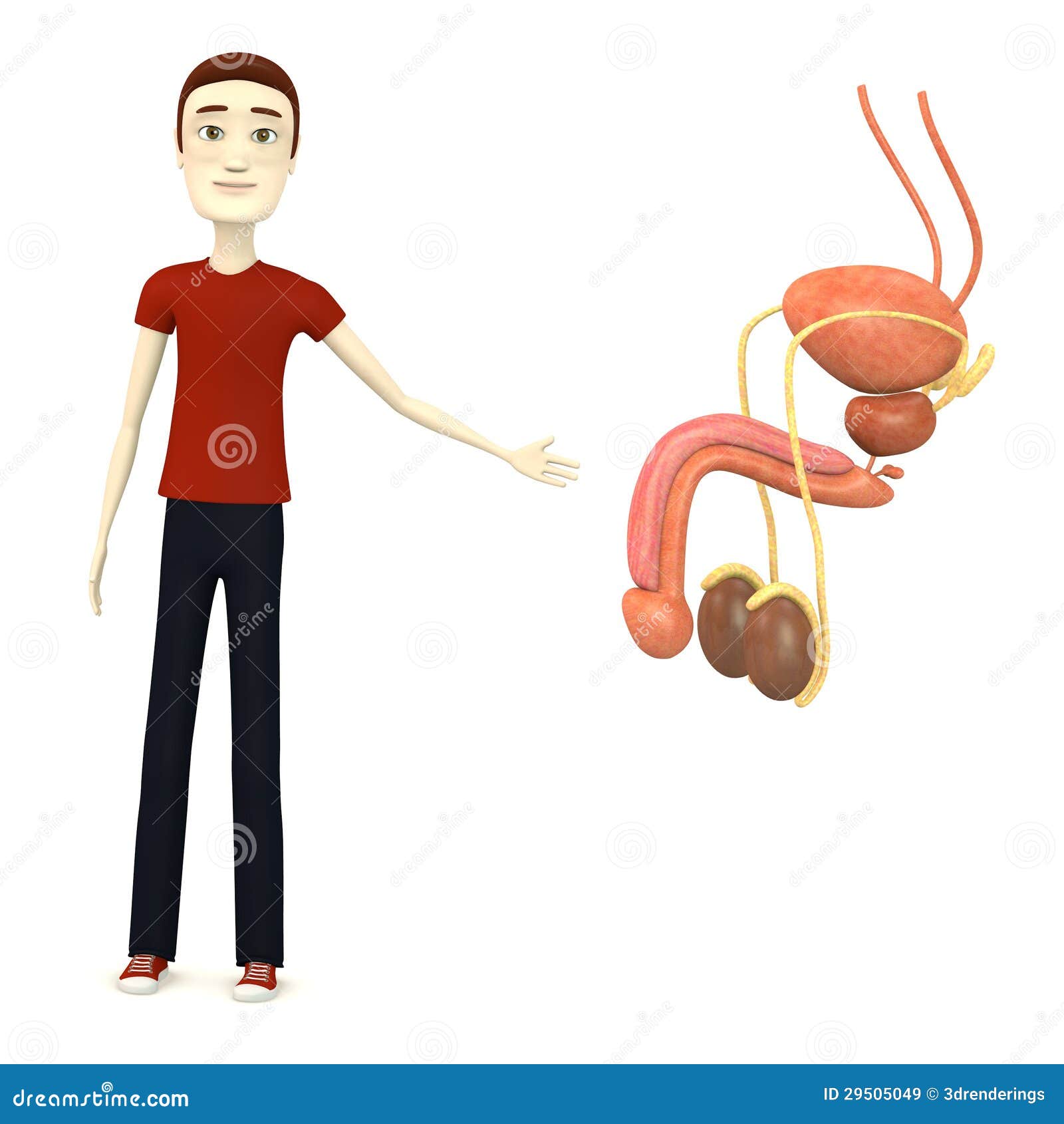 Cartoon Boy With Male Reproductive System Stock Illustration - Image ...