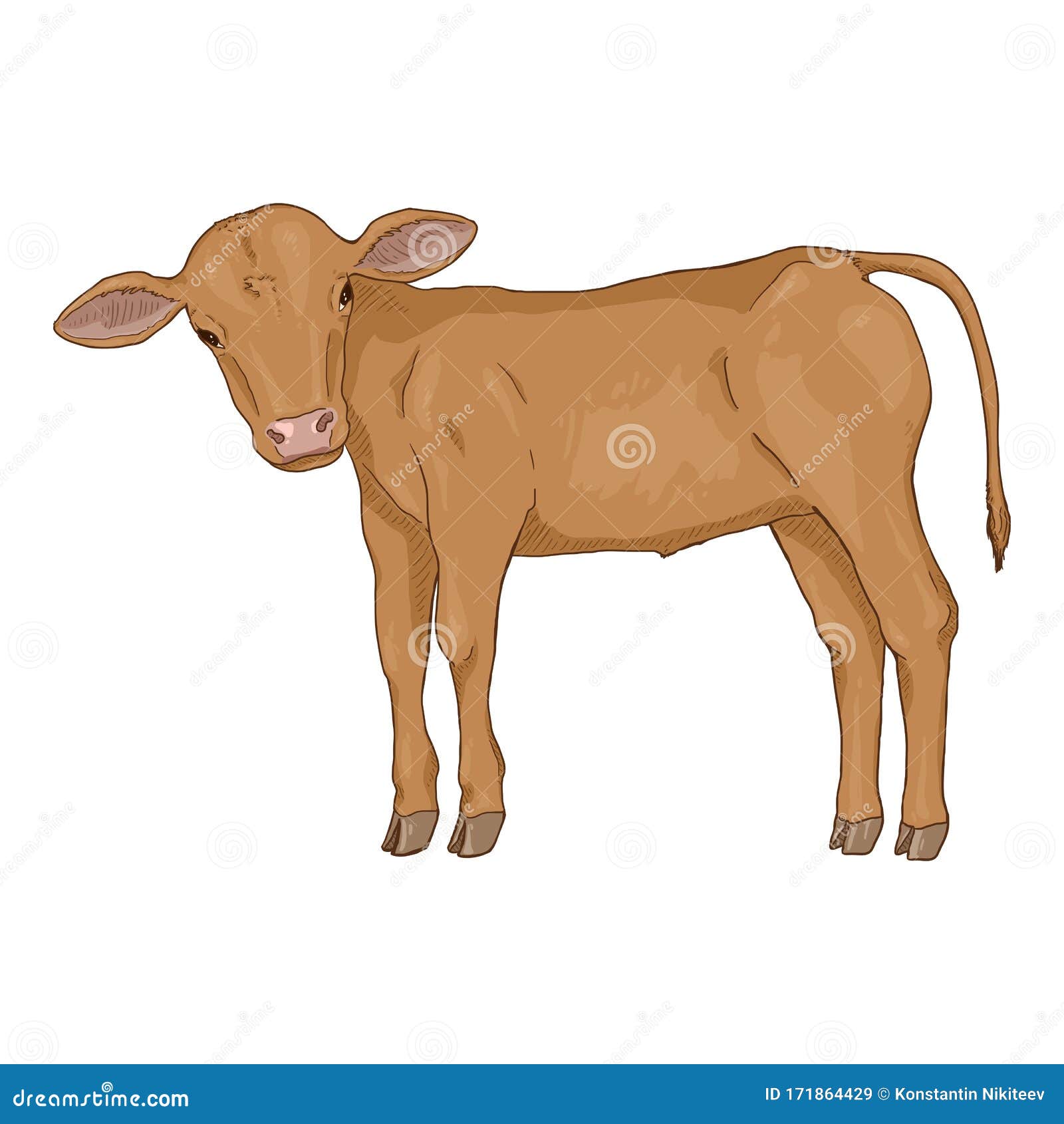 Cartoon Calf. Side View stock vector. Illustration of beef - 171864429