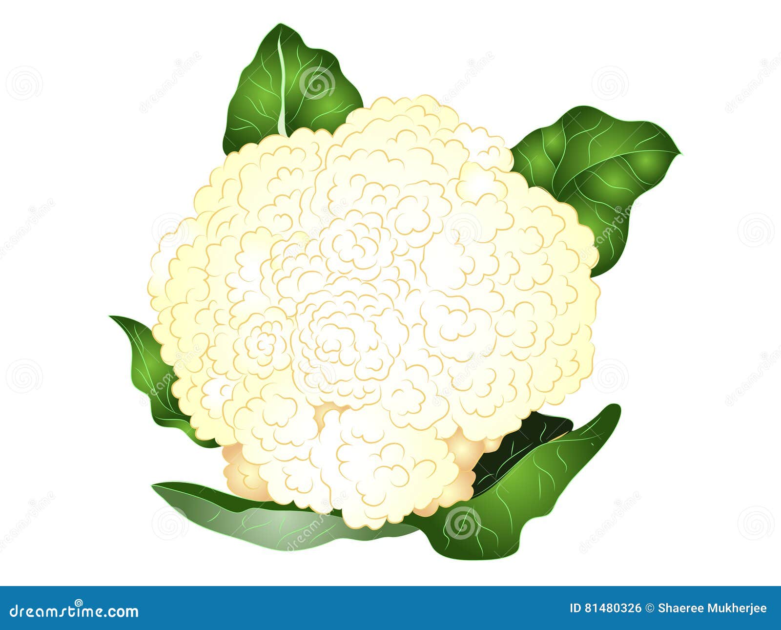 Cartoon Cauliflower Clipart Stock Vector - Illustration of vegetables ...