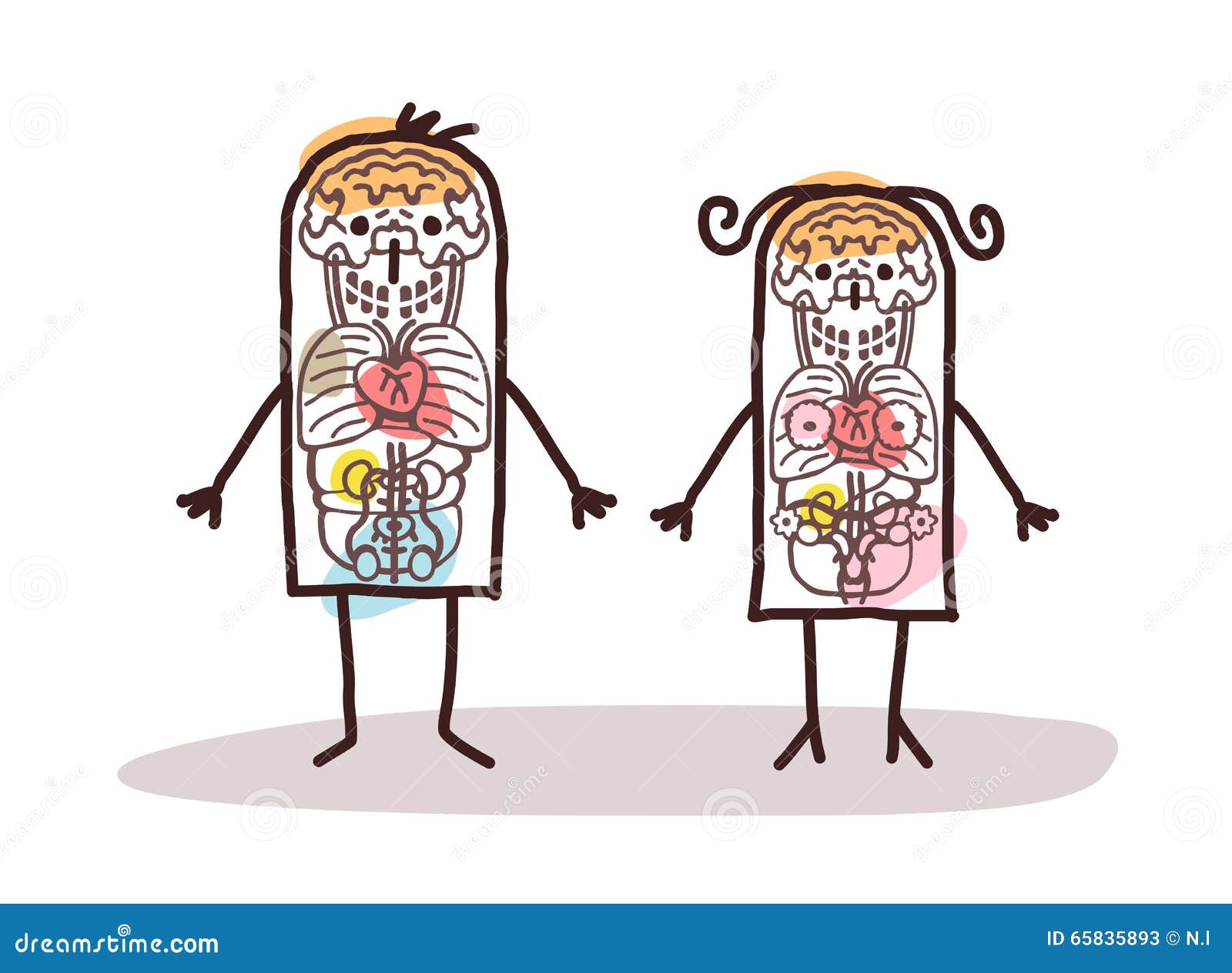 Cartoon couple anatomy stock vector. Illustration of couple - 65835893