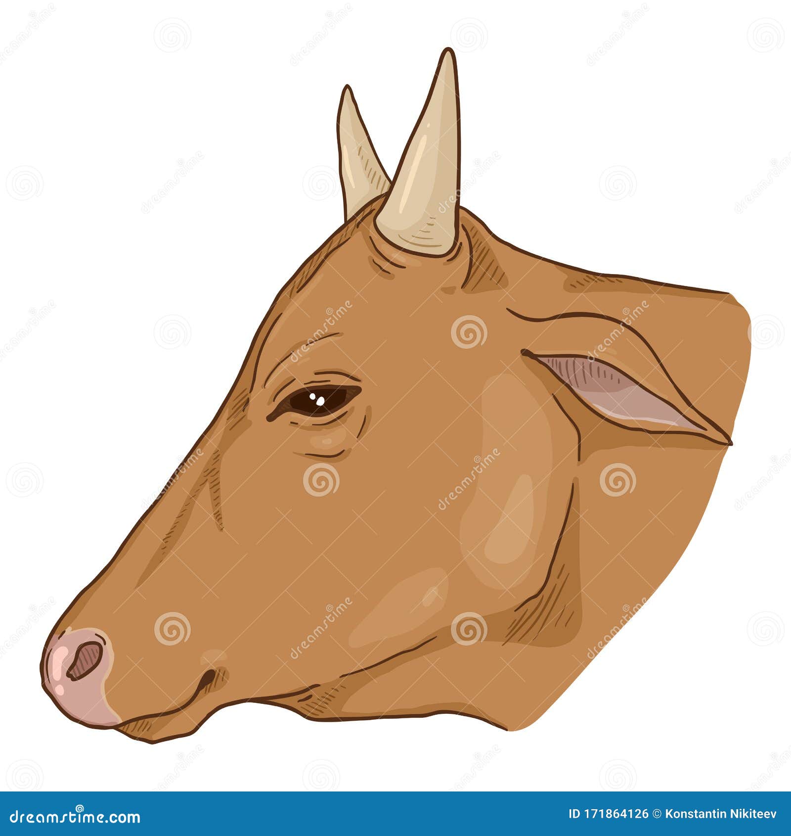 Cow Cattle Side View Set Royalty-Free Stock Photography | CartoonDealer ...