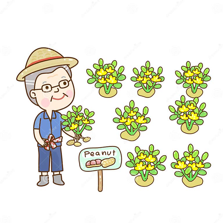 Set Peanut Tree on Background. Stock Illustration - Illustration of ...