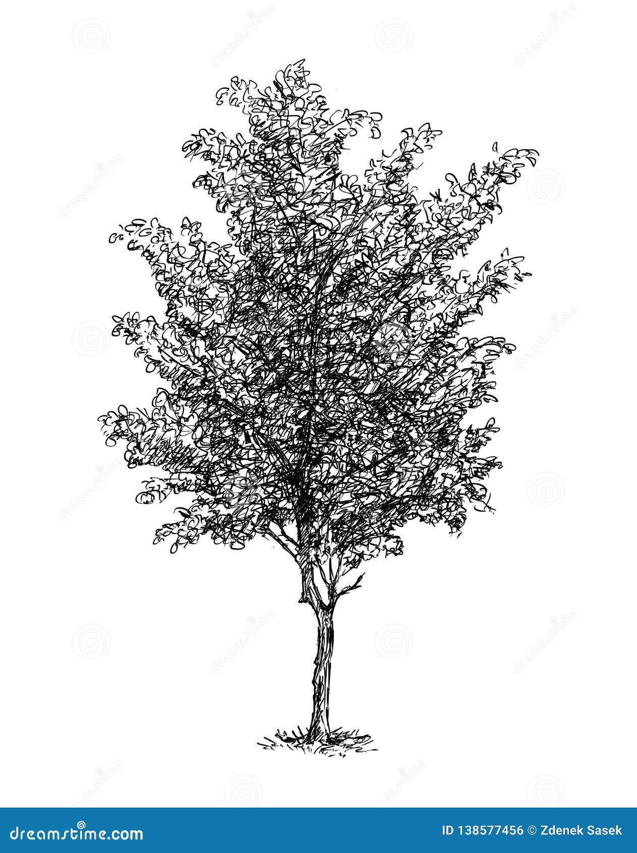 Cartoon Drawing of Beech Tree Stock Illustration - Illustration of ...