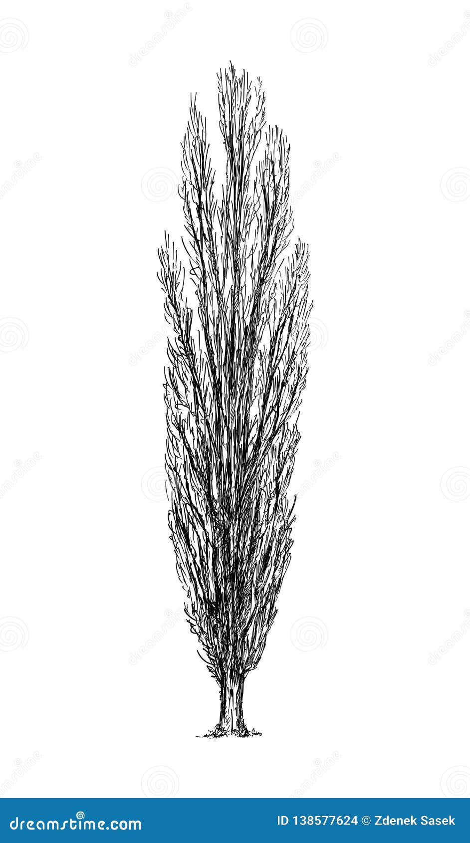 Cartoon Drawing of Poplar Tree Stock Illustration - Illustration of ...