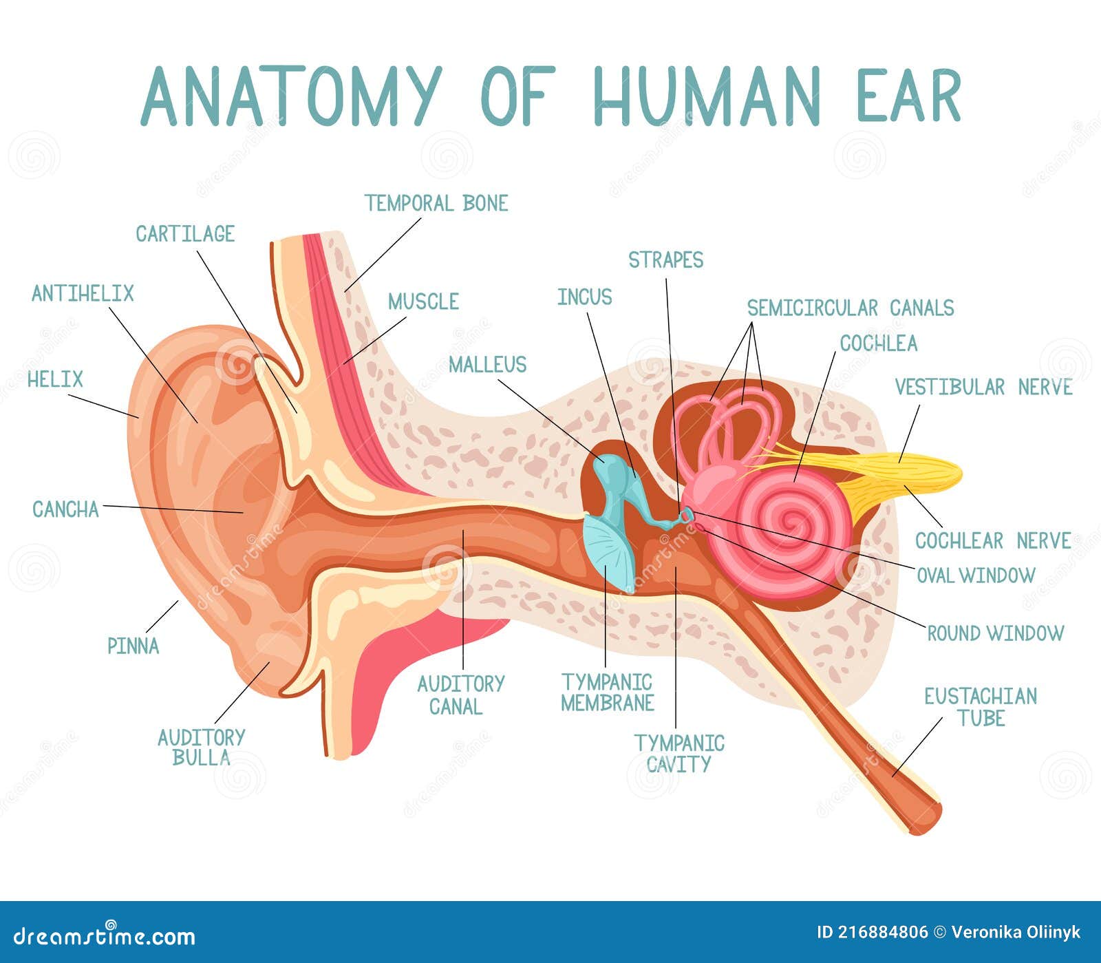 The Structure Of The Sensory Neuron. Infographics. Vector Illustration ... The Structure Of The Sensory Neuron. Infographics. Vector Illustration ...