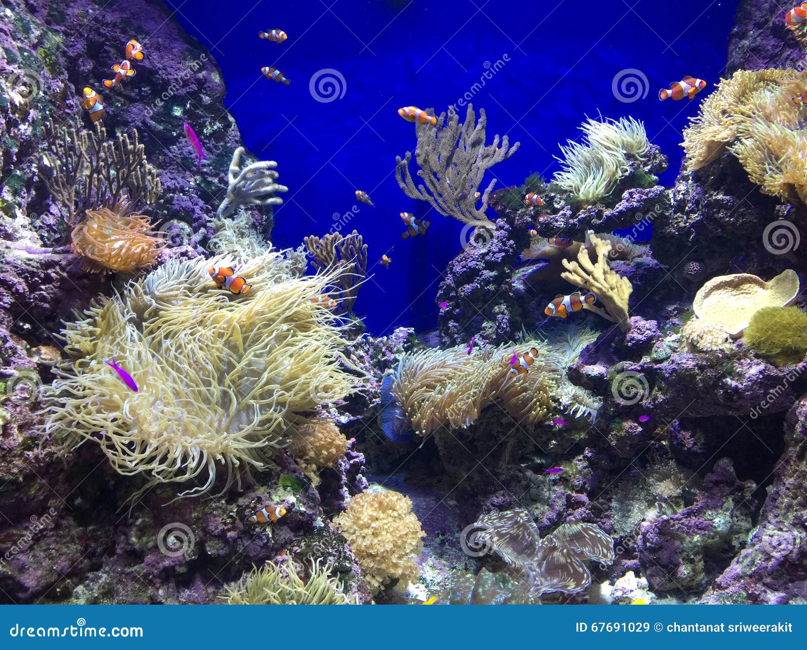Cartoon Fish With Sea Creature In The Same Tank Stock Image ...