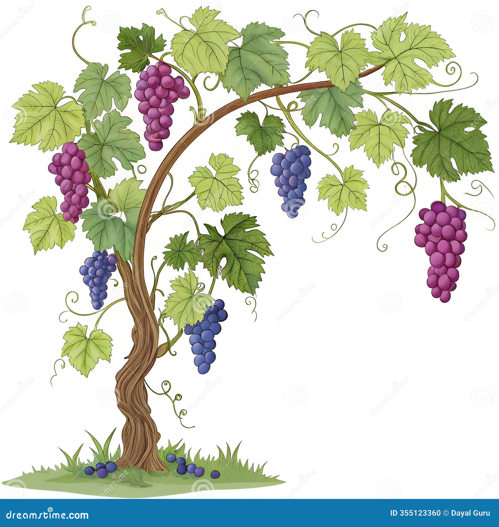 Cartoon Grapevine with Bunches of Grapes â€ Fresh Fruit Design Stock ...