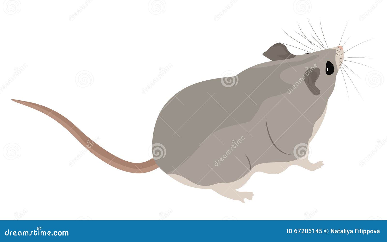 Cartoon grey mouse stock vector. Illustration of tail - 67205145