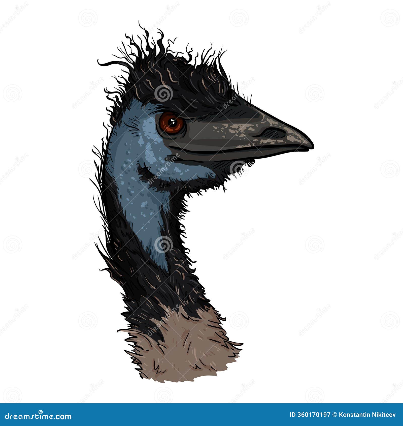 Cartoon Head Of Emu Illustration | CartoonDealer.com #360170197