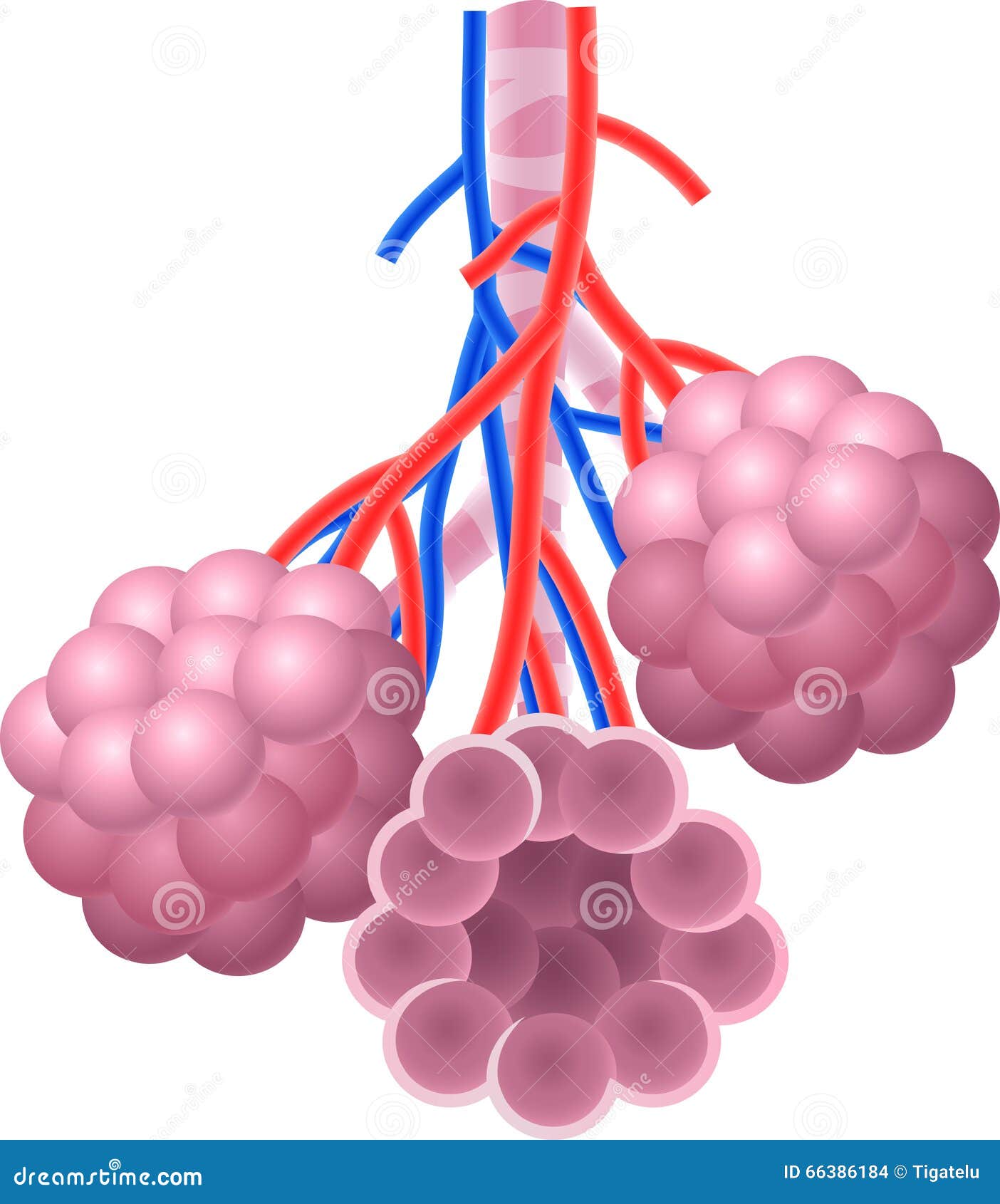 Cartoon Illustration of Human Alveoli Structure Anatomy Stock Vector ... Cartoon Illustration of Human Alveoli Structure Anatomy Stock Vector ...