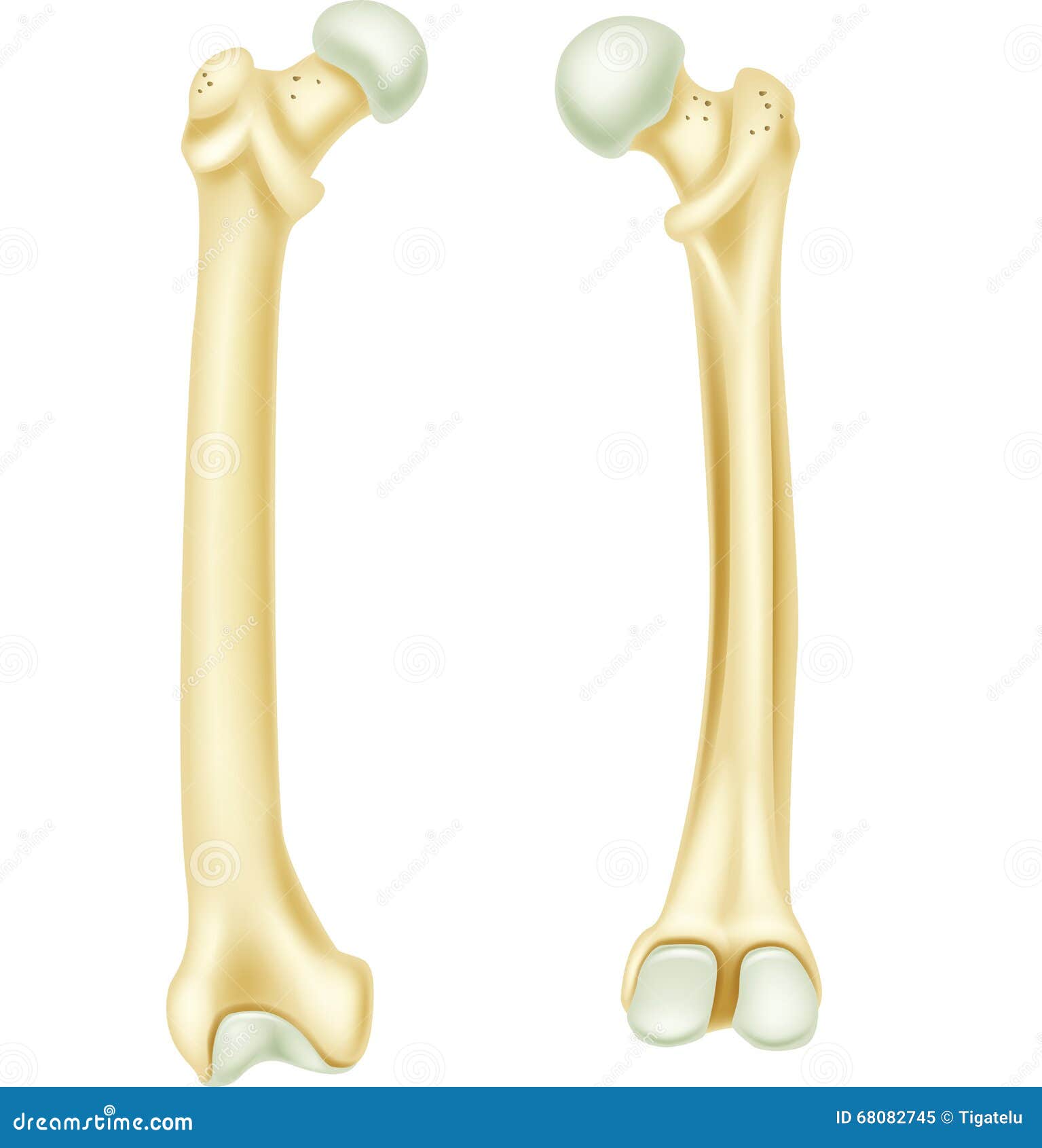 Cartoon Illustration of Human Bone Anatomy Stock Vector - Illustration ... Cartoon Illustration of Human Bone Anatomy Stock Vector - Illustration ...