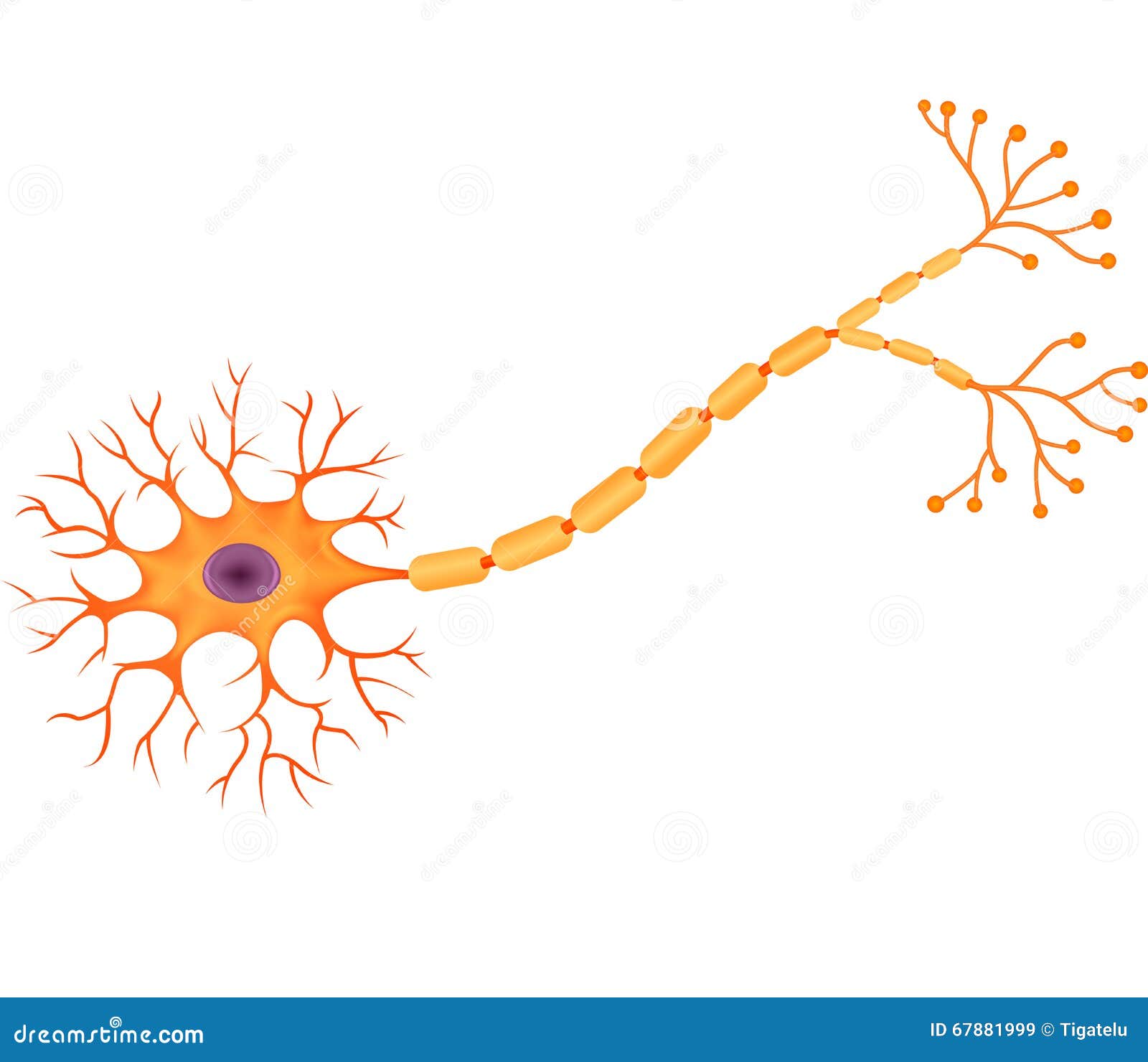 Cartoon Illustration of Human Neuron Anatomy Stock Vector ... Cartoon Illustration of Human Neuron Anatomy Stock Vector ...