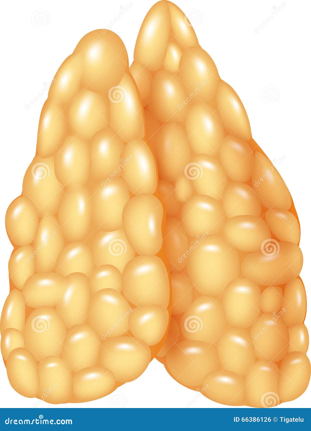 Cartoon Illustration of Thymus Gland Stock Vector - Illustration of ...