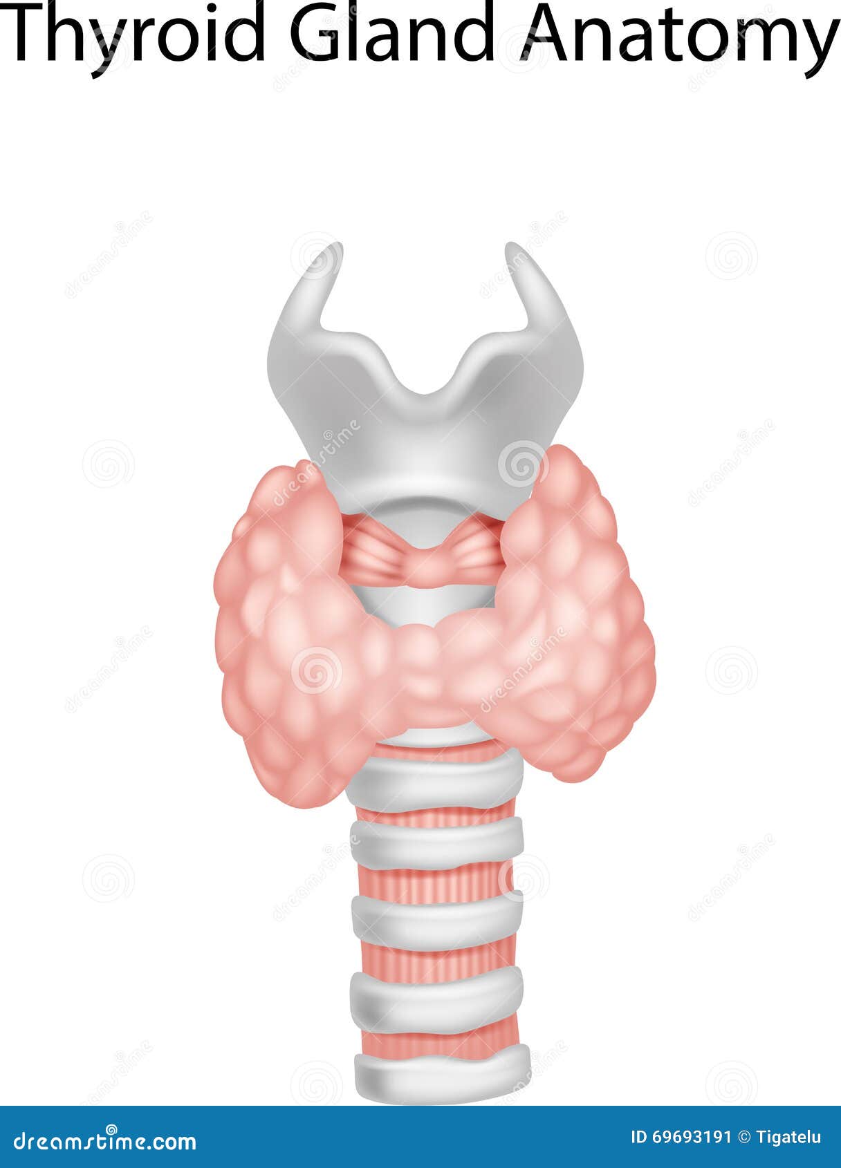 Cartoon Illustration of Thyroid Gland Anatomy Stock Vector ...