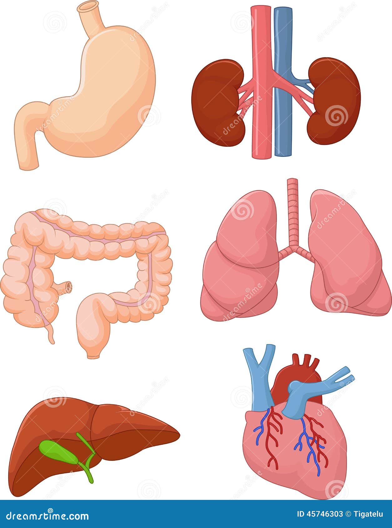 Internal Organ And Body Parts Vector Illustration | CartoonDealer.com ...
