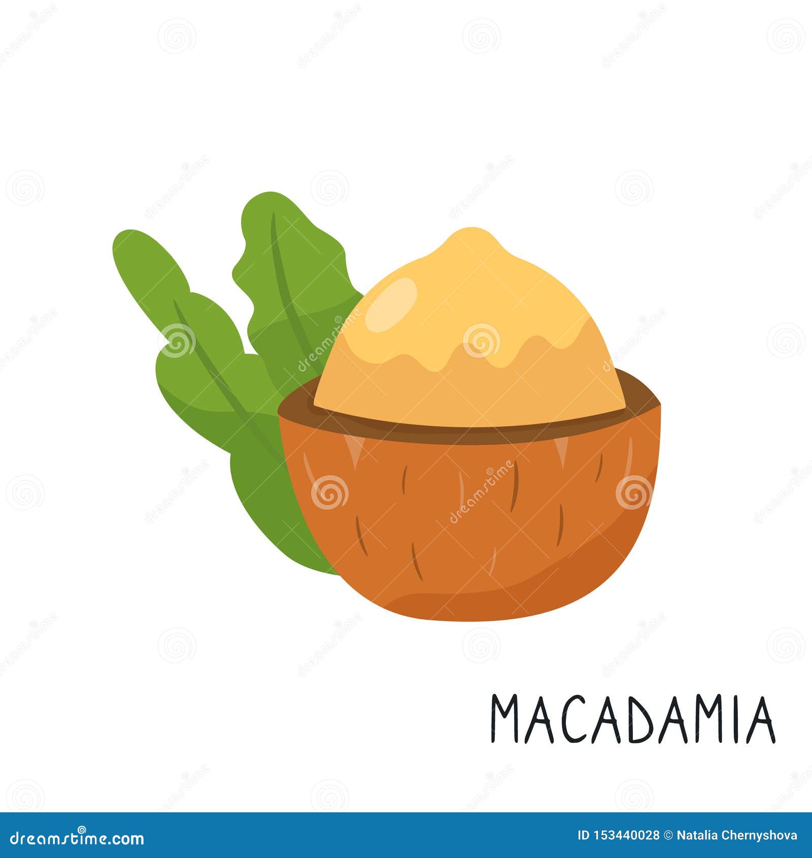 Macadamia Nut Isolated On White Background. Queensland Nut, Bush Nut ...
