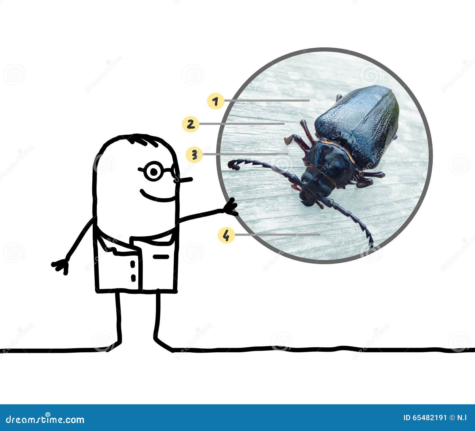 Cartoon Man Entomologist Showing a Beetle Stock Illustration ...