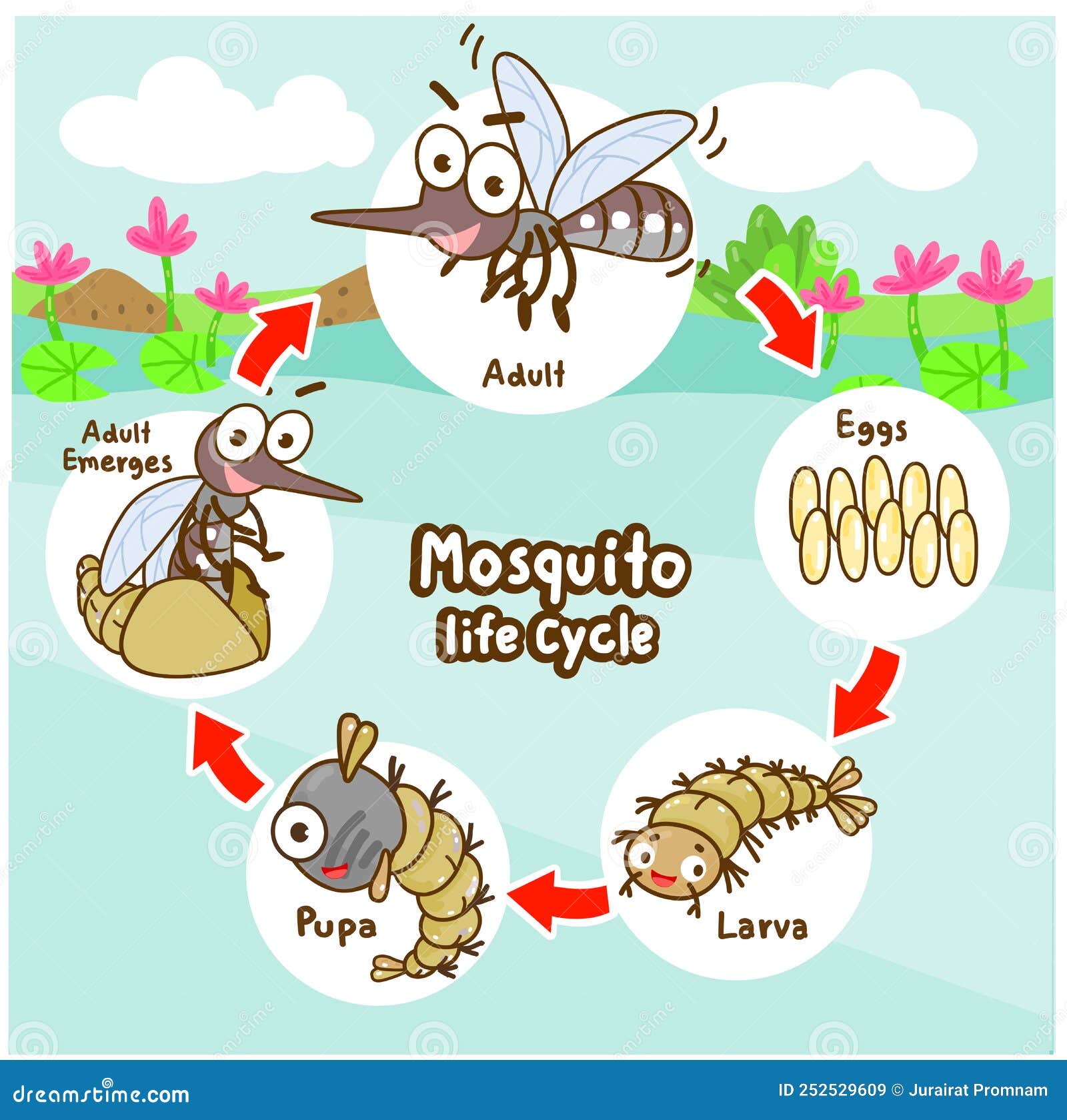The Mosquito’s Life Cycle Vector. Stock Vector - Illustration of ...